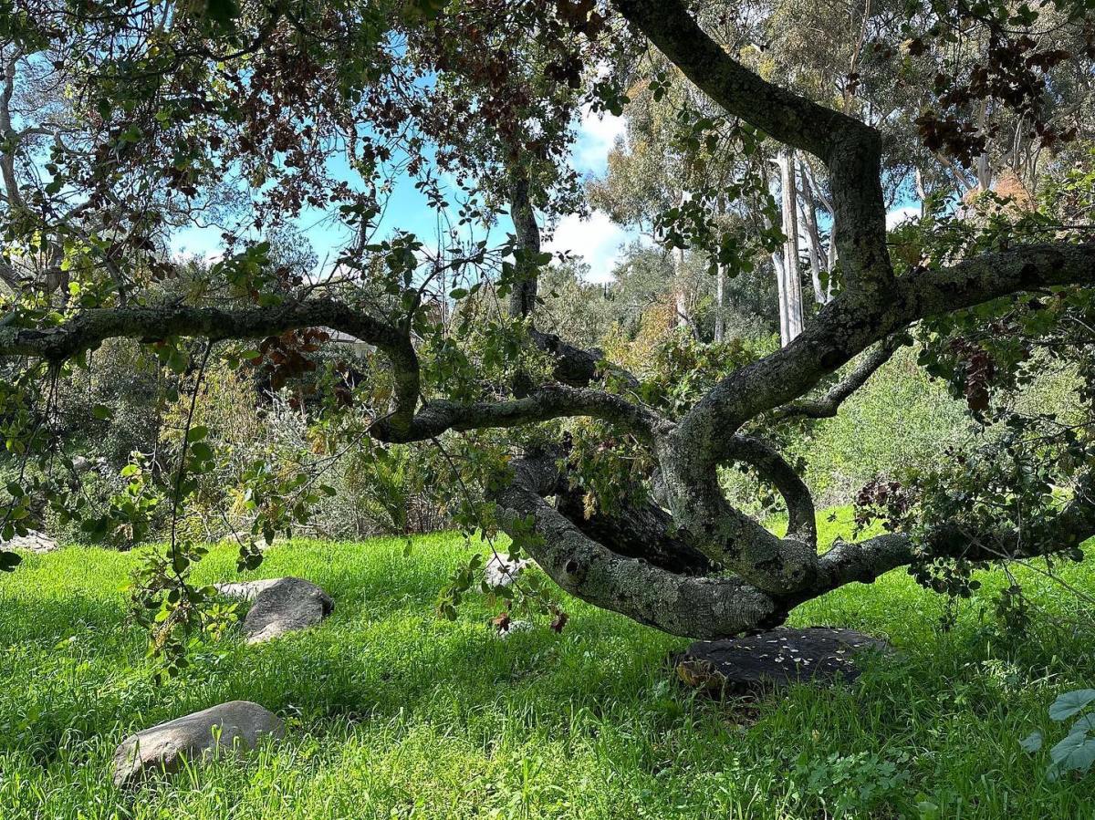 Seeing People Like Trees – Steve Jacobsen, Ed.D