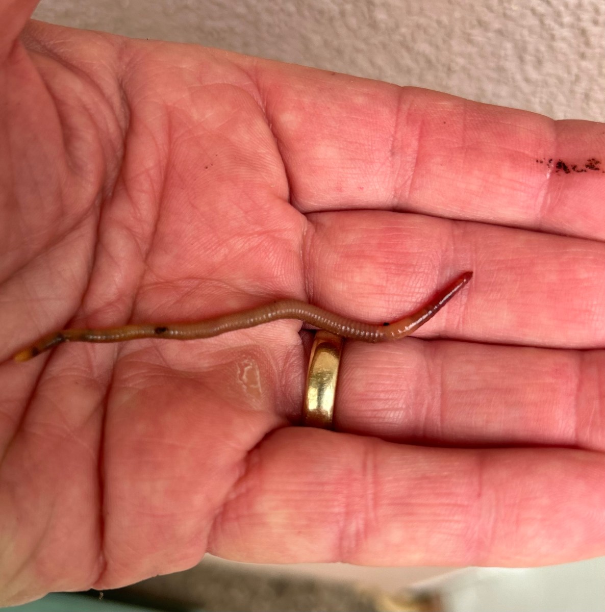 In Praise Of Gracie, My Red Wiggler Compost Worm – Steve Jacobsen, Ed.D